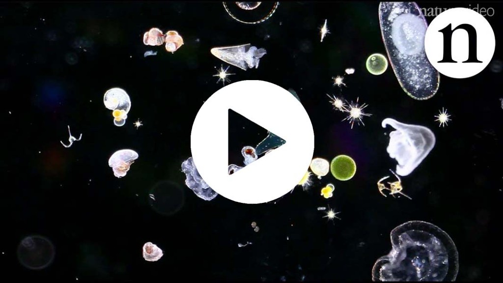 Five Reasons To Thank Plankton