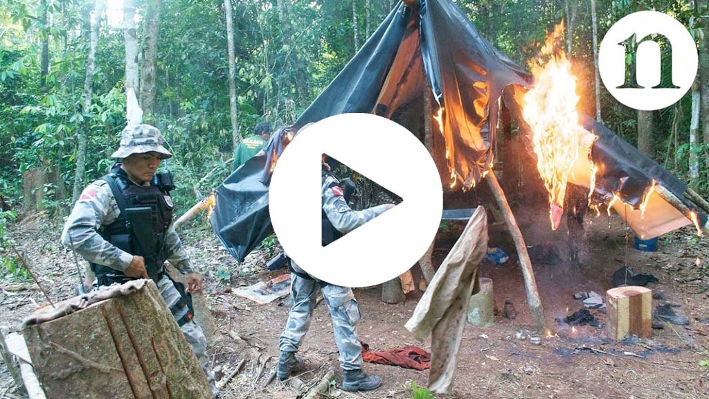 Fights in the forest