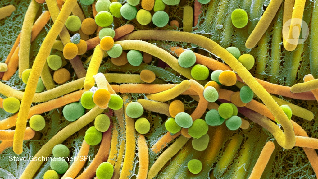 Links between gut microbes and depression strengthened