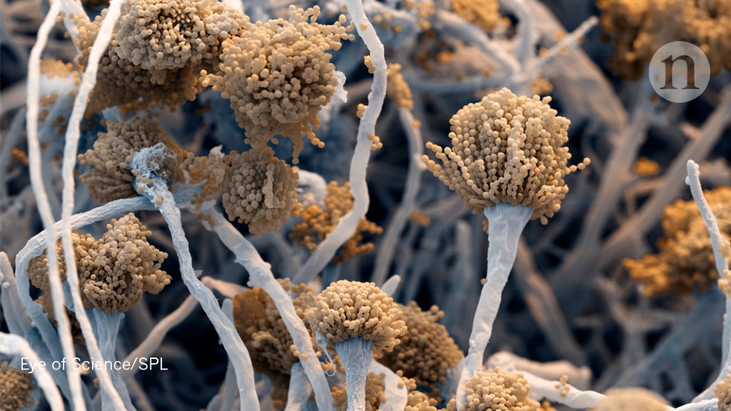 A dangerous duo of common fungi prompts immune woes