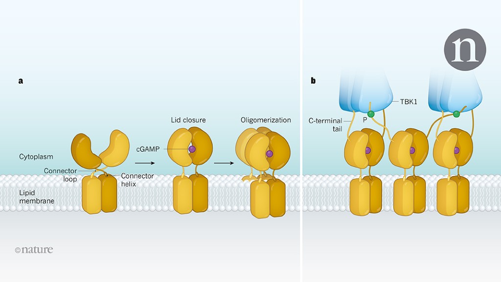 Structures of STING protein illuminate this key regulator of inflammation