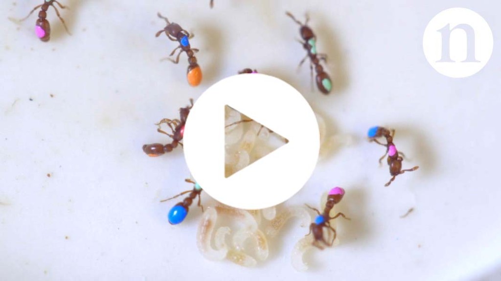 Inside the ant lab: Mutants and social genes