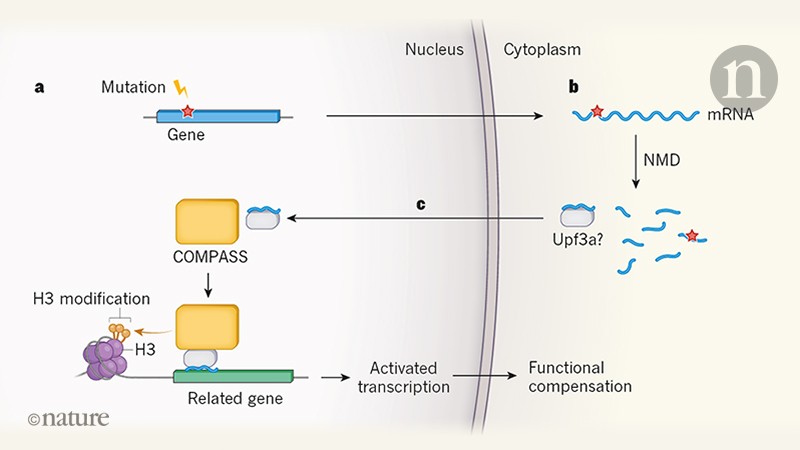 Genetic paradox explained by nonsense