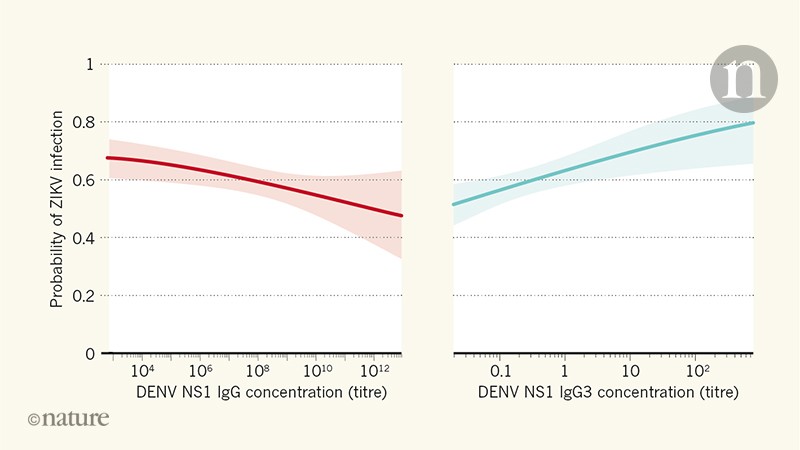 Effects of dengue immunity on Zika virus infection