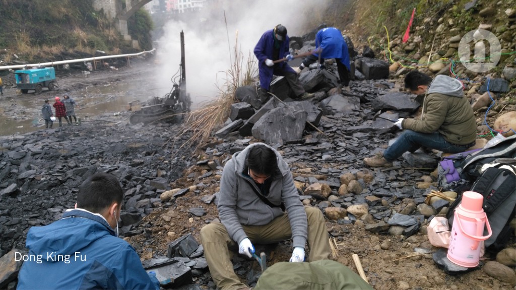 F﻿ossil bed reveals a wealth of primeval species in exquisite detail