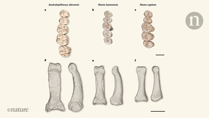Previously unknown human species found in Asia raises questions about ...