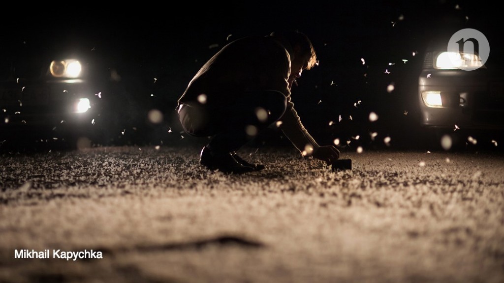 Mayfly invasion, ripples in the sky and a jumping squid: Nature’s photo ...