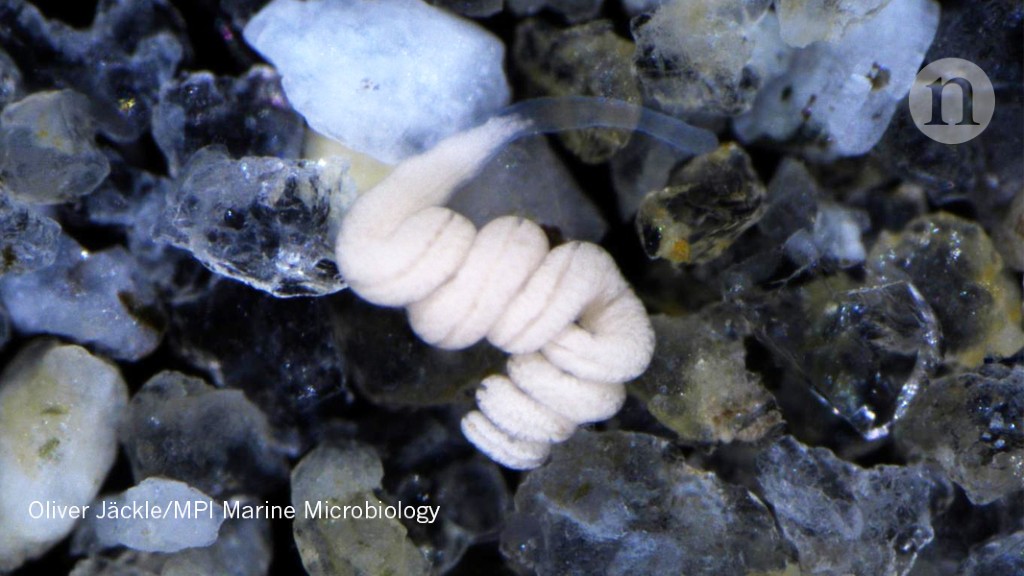Gutless worms rely on handouts from internal microbes