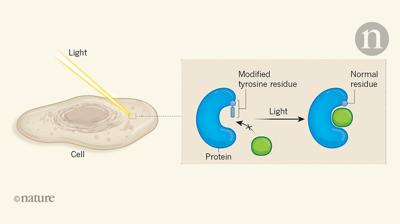 An ‘on’ switch for proteins
