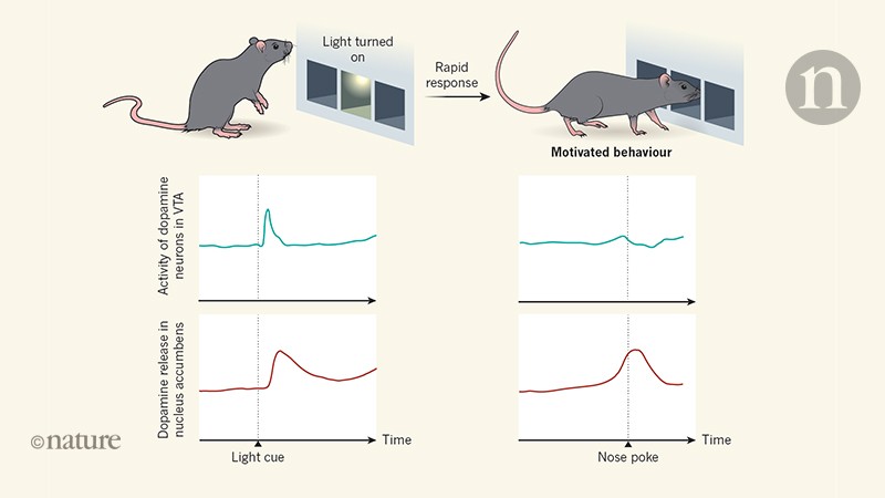 Closing in on what motivates motivation