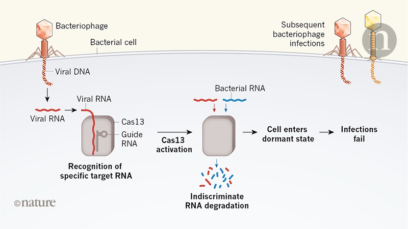 Bacterial dormancy curbs phage epidemics