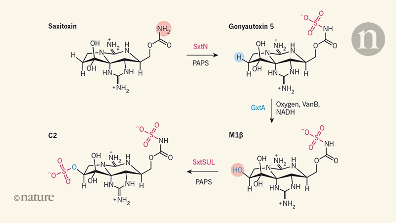 Enzymes that detoxify marine toxins