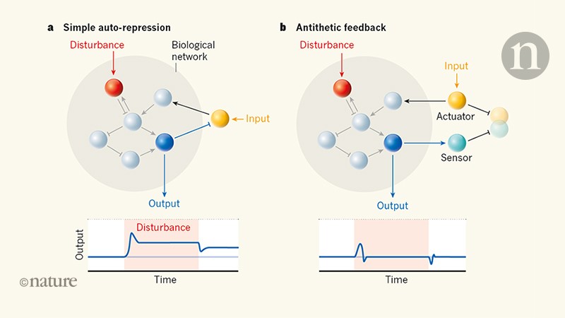 A universal control system for synthetic gene networks