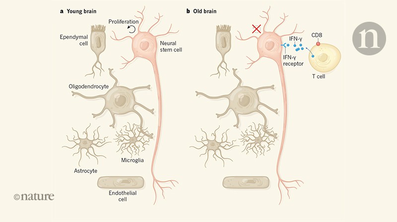 Infiltration of old brains by T cells causes dysfunction of neural stem ...