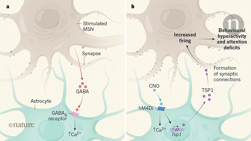 Star-like cells spark behavioural hyperactivity in mice