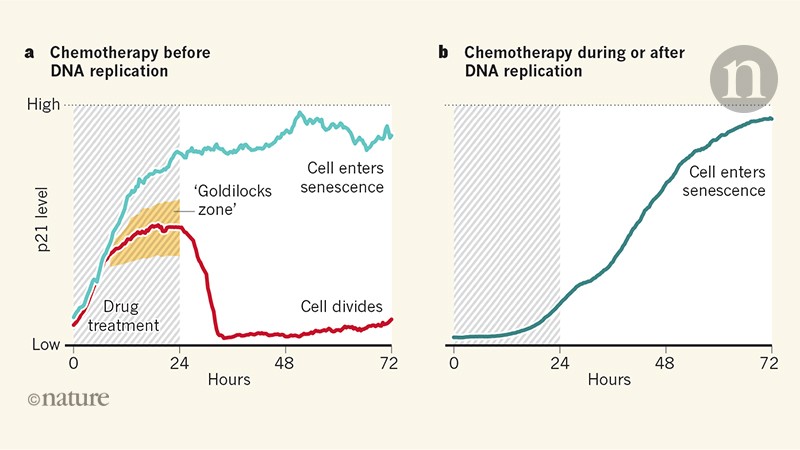 A dynamic view of chemotherapy effectiveness