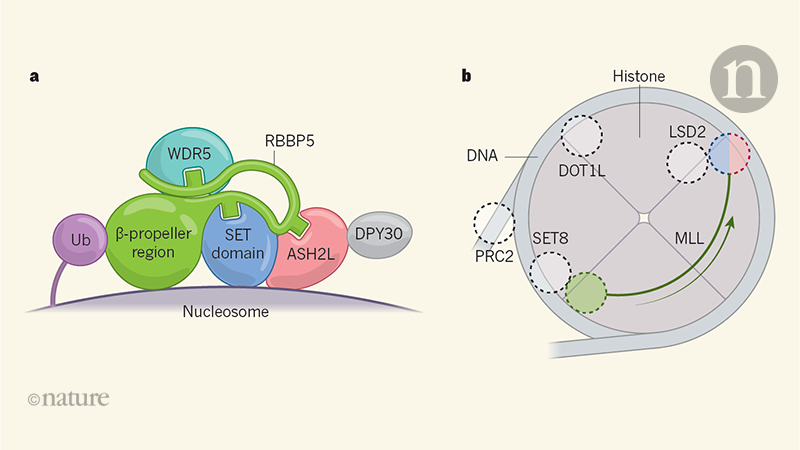 A key to unlocking chromatin revealed by complex structures