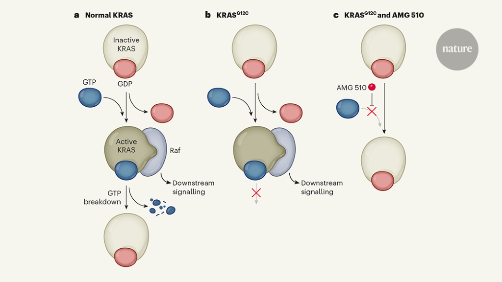 Small molecule combats cancer-causing KRAS protein at last