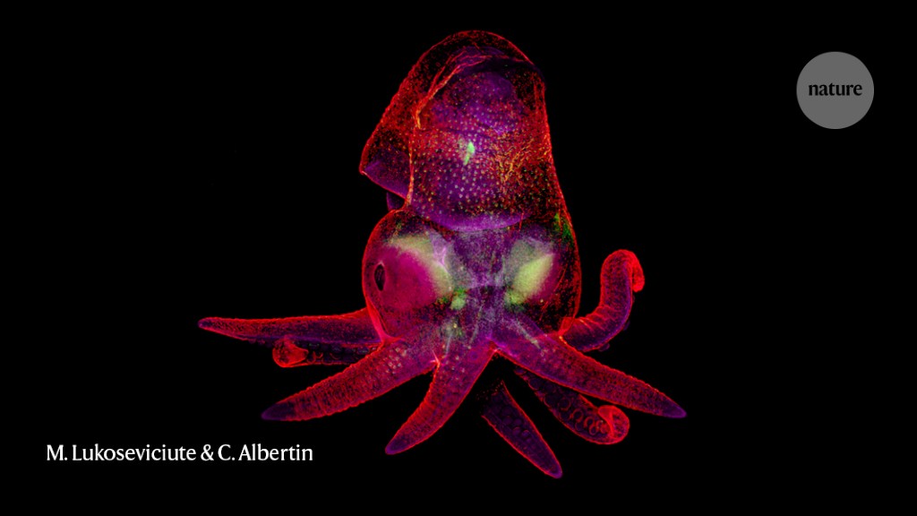 Disco octopus, cosmic pretzel and a scavenging fest — October’s best ...