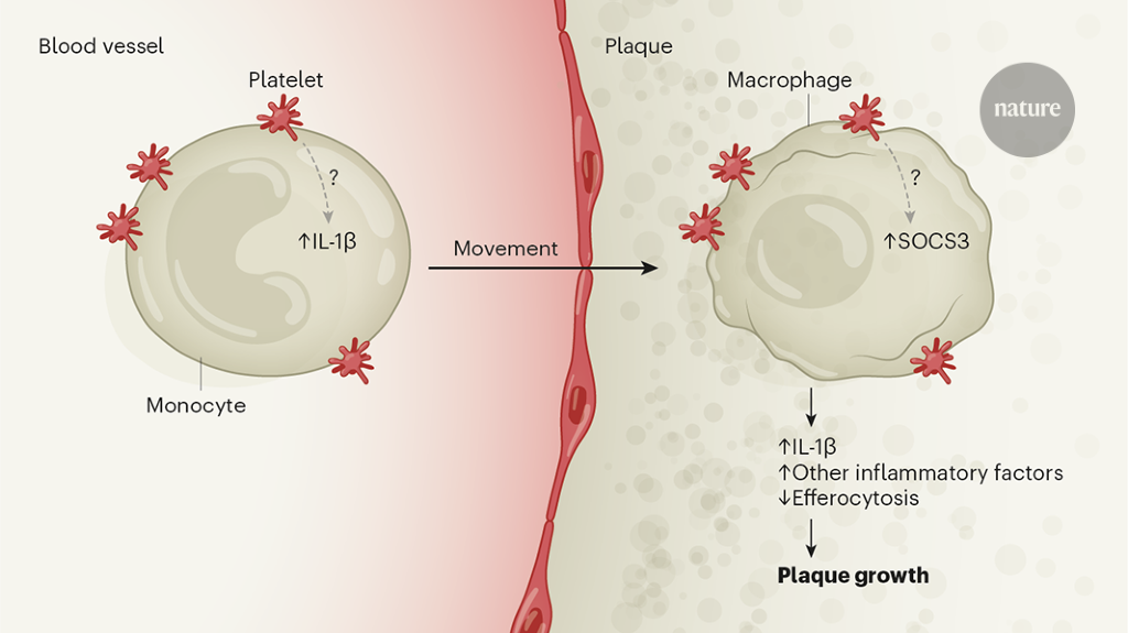 Platelets have a dangerous hold over immune cells in cardiovascular disease