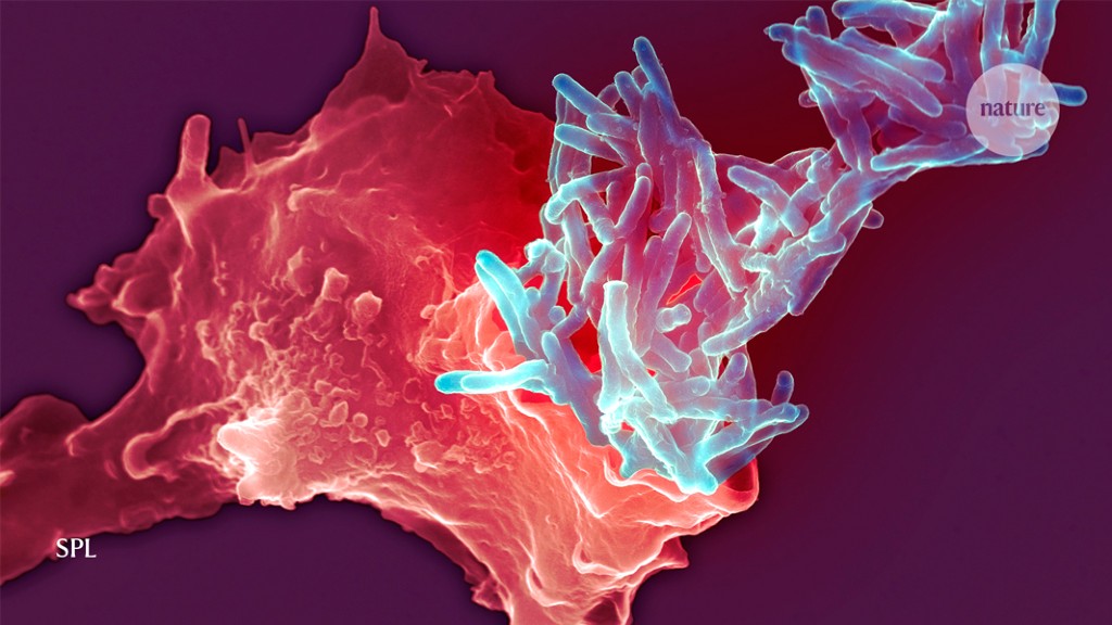 The trick that could inject new life into an old tuberculosis vaccine