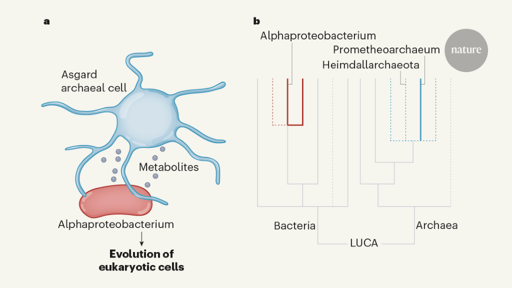 Meet the relatives of our cellular ancestor