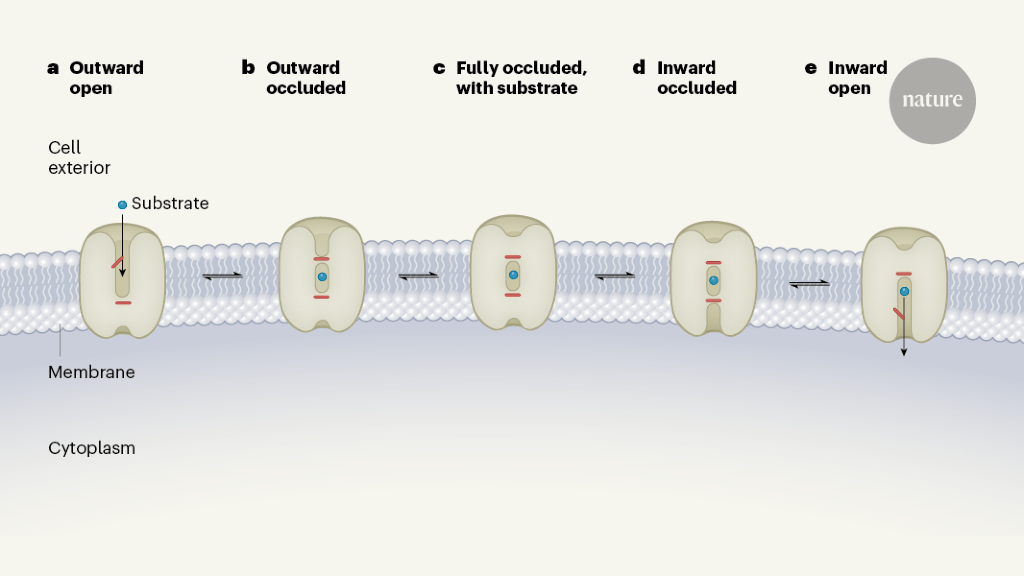 Protein structure reveals how a malaria parasite imports a wide range ...