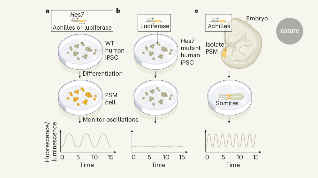 The clock that controls spine development modelled in a dish