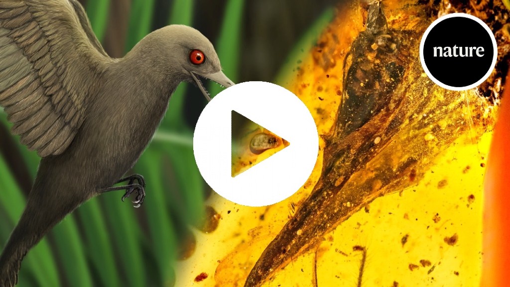 The bird in amber: A tiny skull from the age of dinosaurs