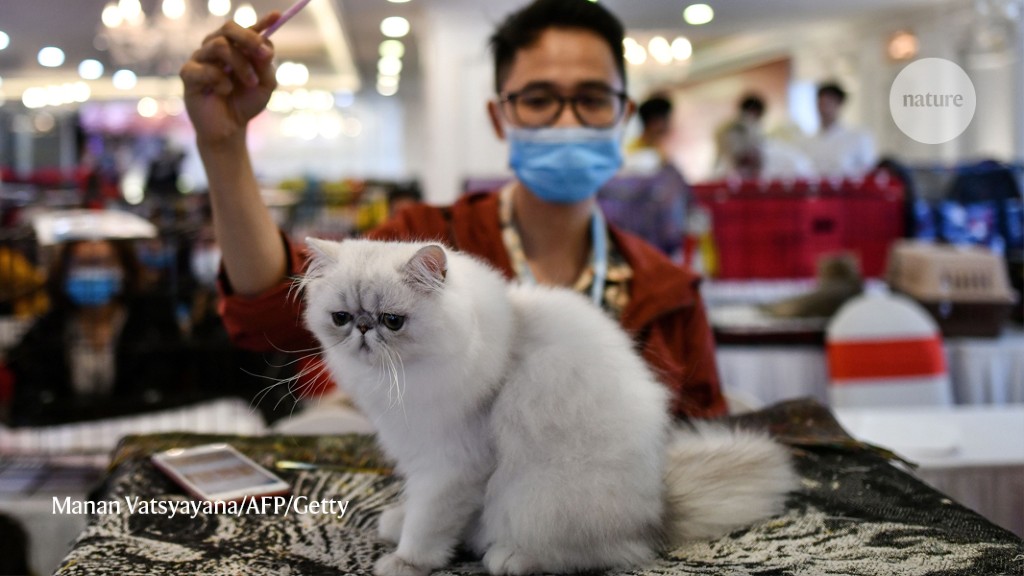 Coronavirus in cats, climate cancellation and missing African trials