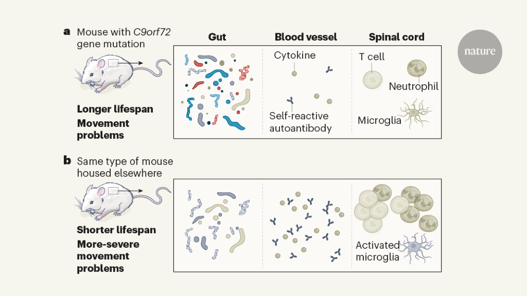 Gut microbes tune inflammation and lifespan in a mouse model of ...