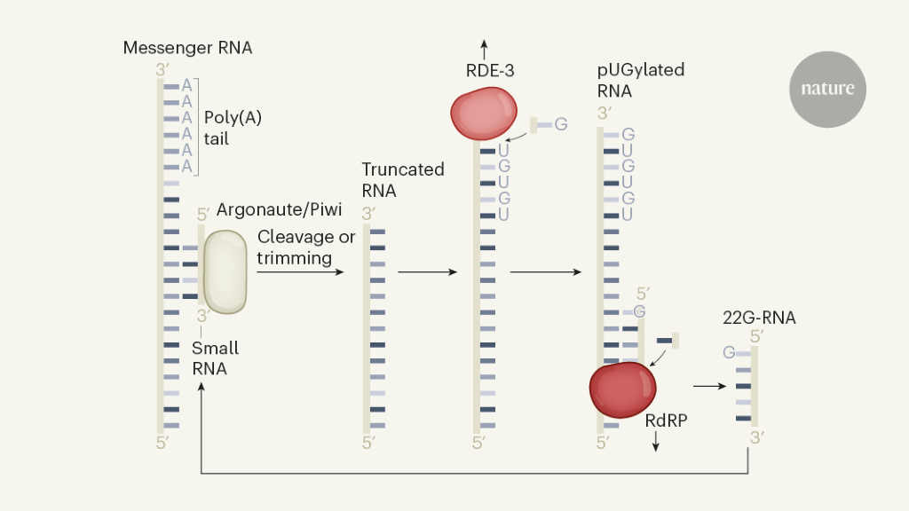 Genes silenced down the generations, thanks to tails on messenger RNA