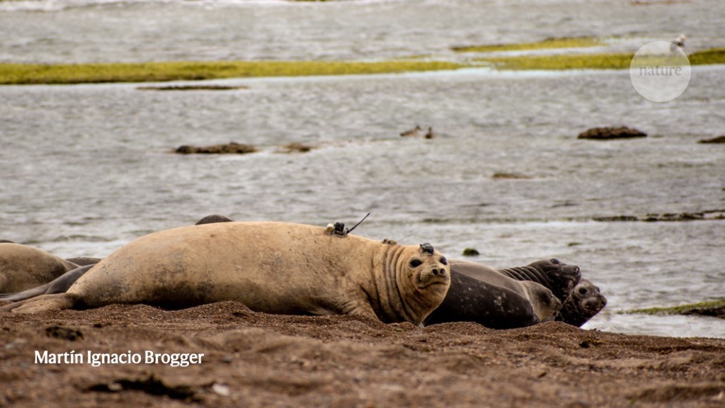 London Seals's Instagram, Twitter & Facebook on IDCrawl