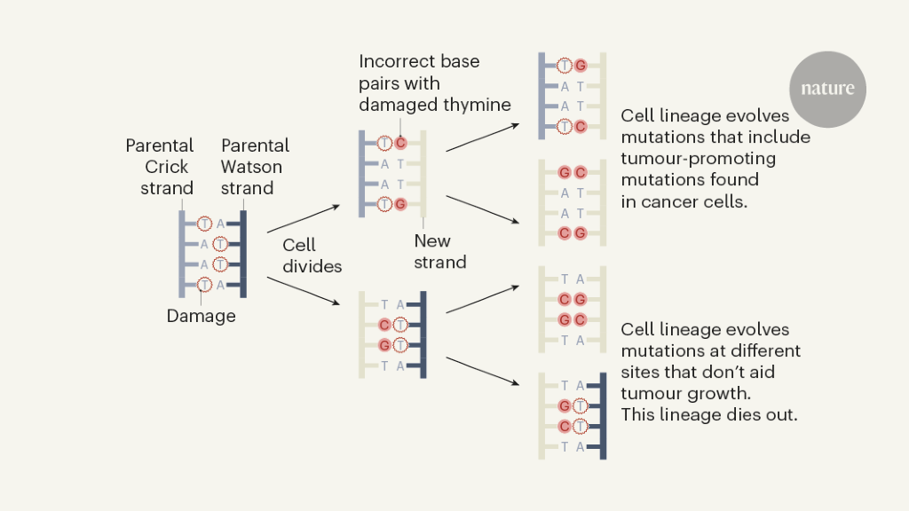 Strands of evidence about cancer evolution
