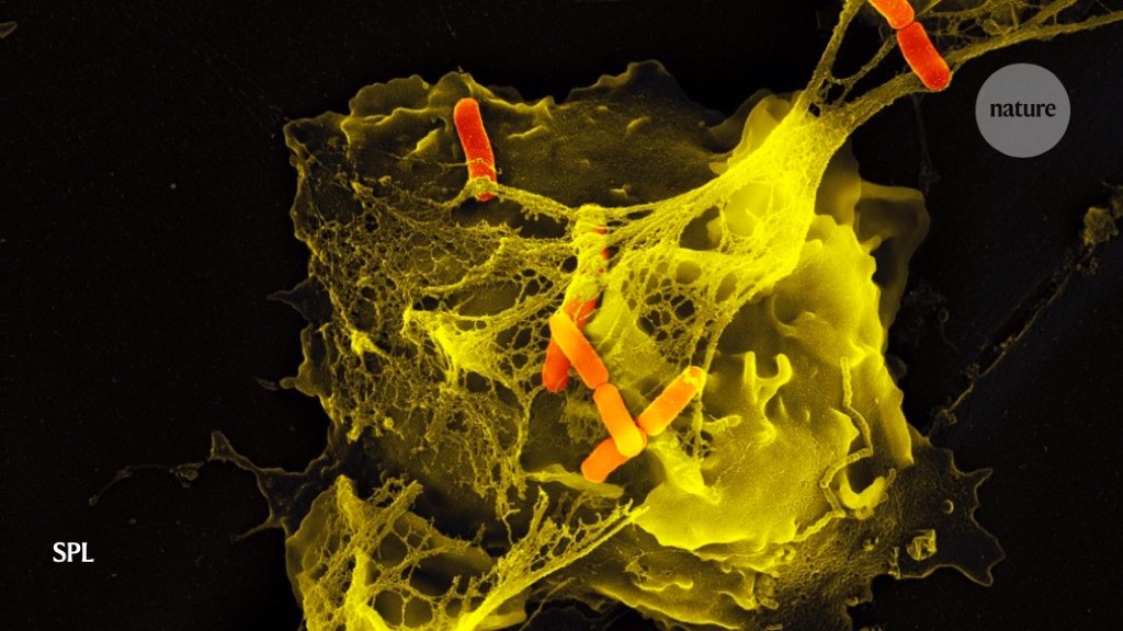 Gut microbes and stress team up to make a painful disease worse