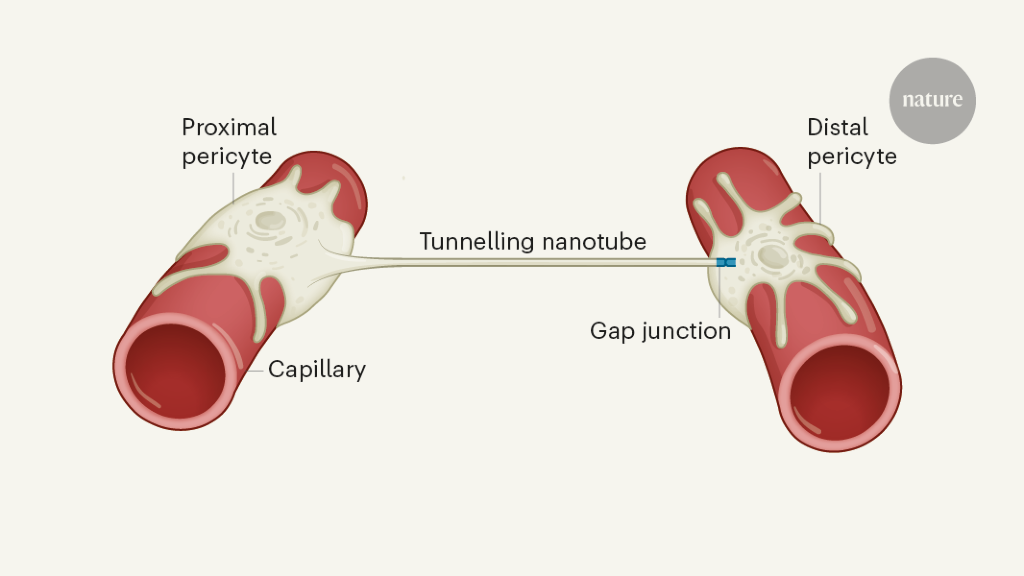 Evidence that tunnelling nanotube-like structures connect cells in mice