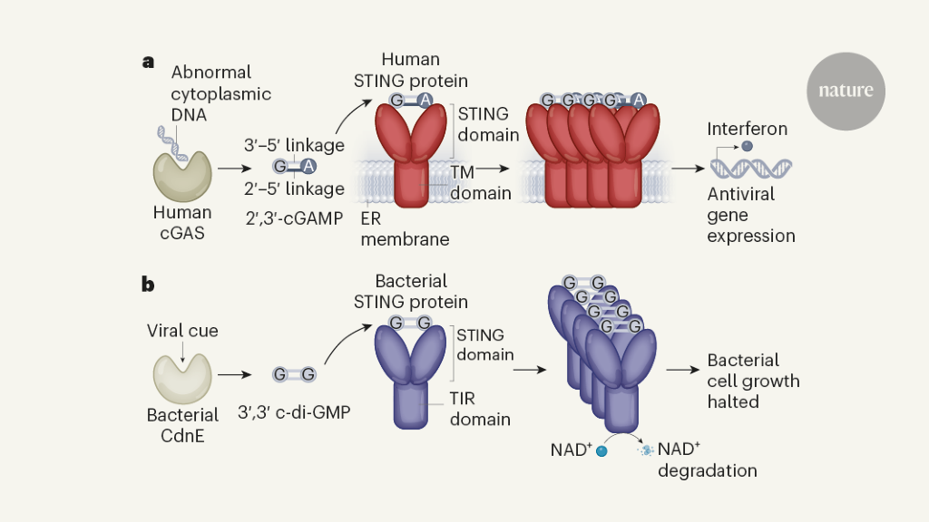 Bacteria sting viral invaders