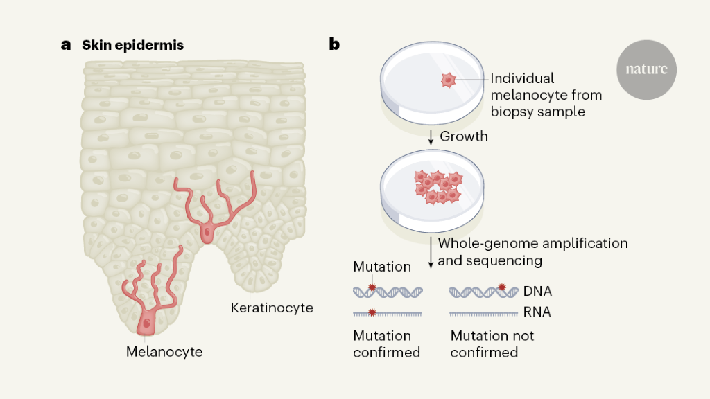 Seeds of cancer in normal skin