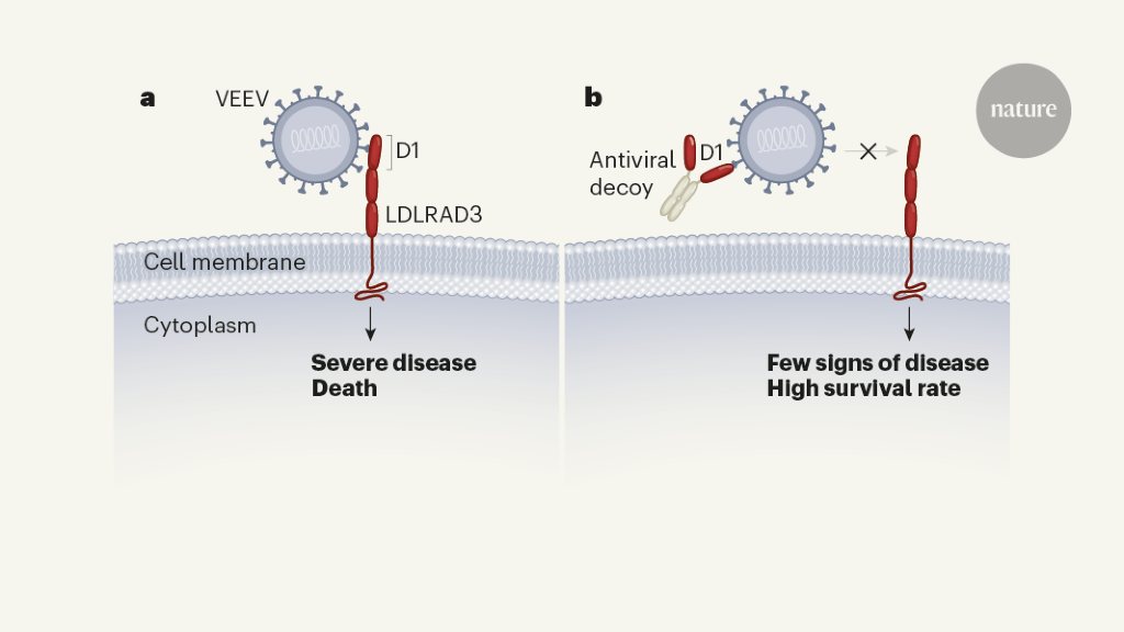 Cracking the cell access code for the deadly virus VEEV