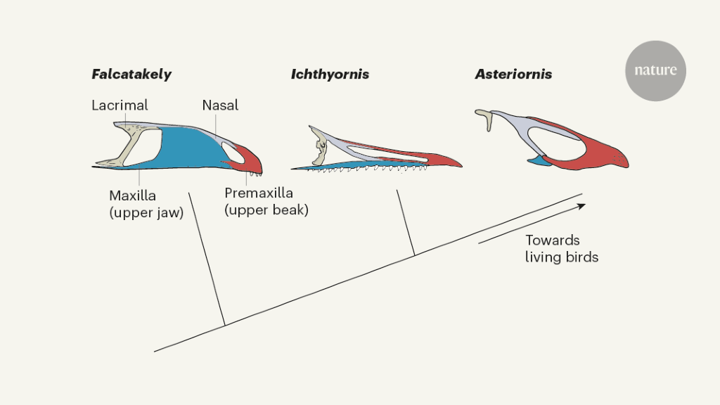 The changing face of birds from the age of the dinosaurs