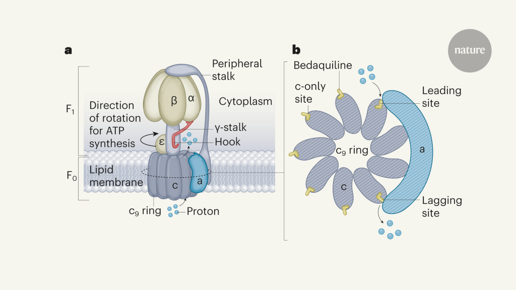 Hit movie reveals how a tuberculosis drug halts ATP synthesis