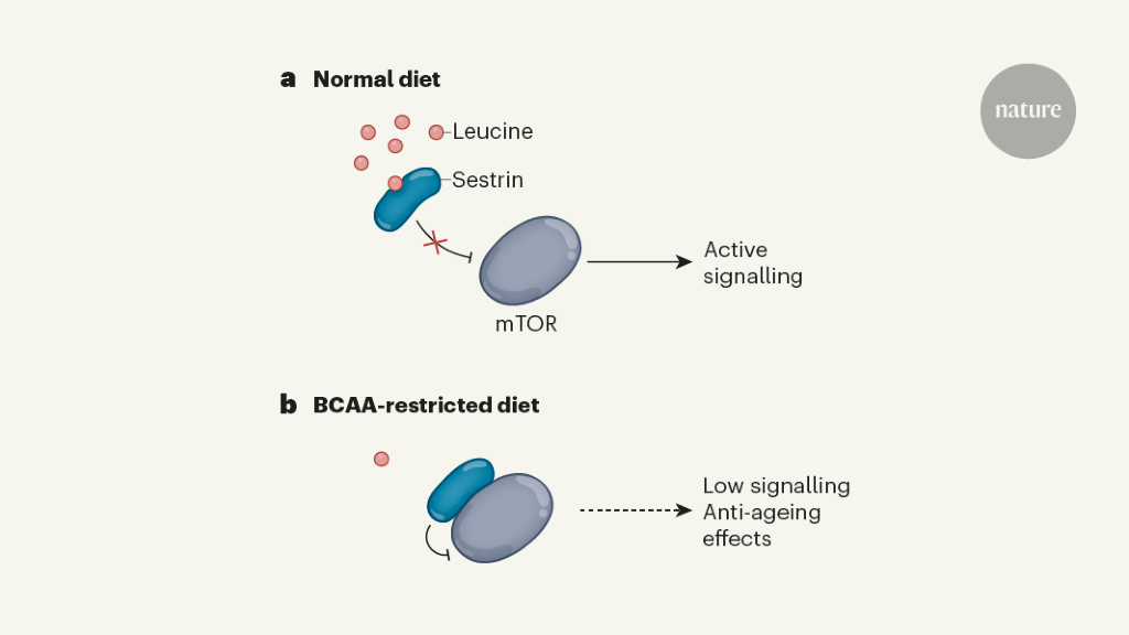 Anti-ageing effects of protein restriction unpacked