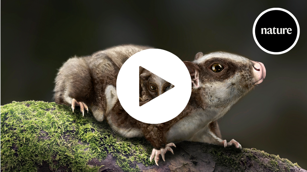 Fossilised glider takes the origin of mammals back to the Triassic