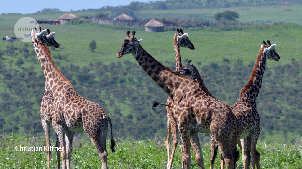 For female giraffes, friends in high places bring towering benefits
