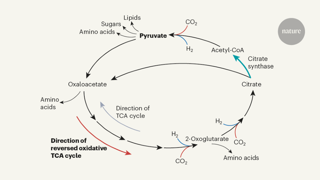 Life in a carbon dioxide world