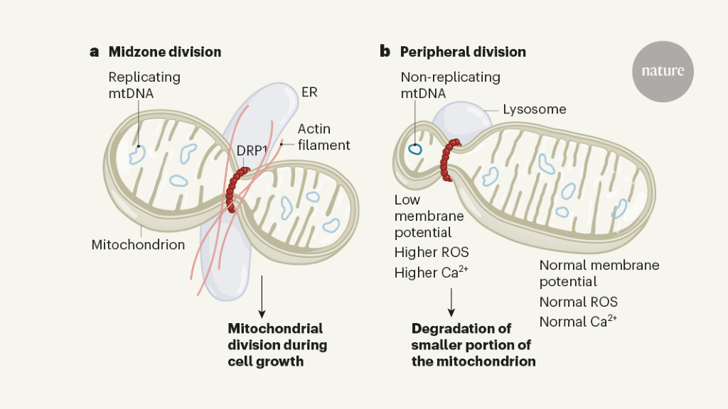 Revolutionary view of two ways to split a mitochondrion