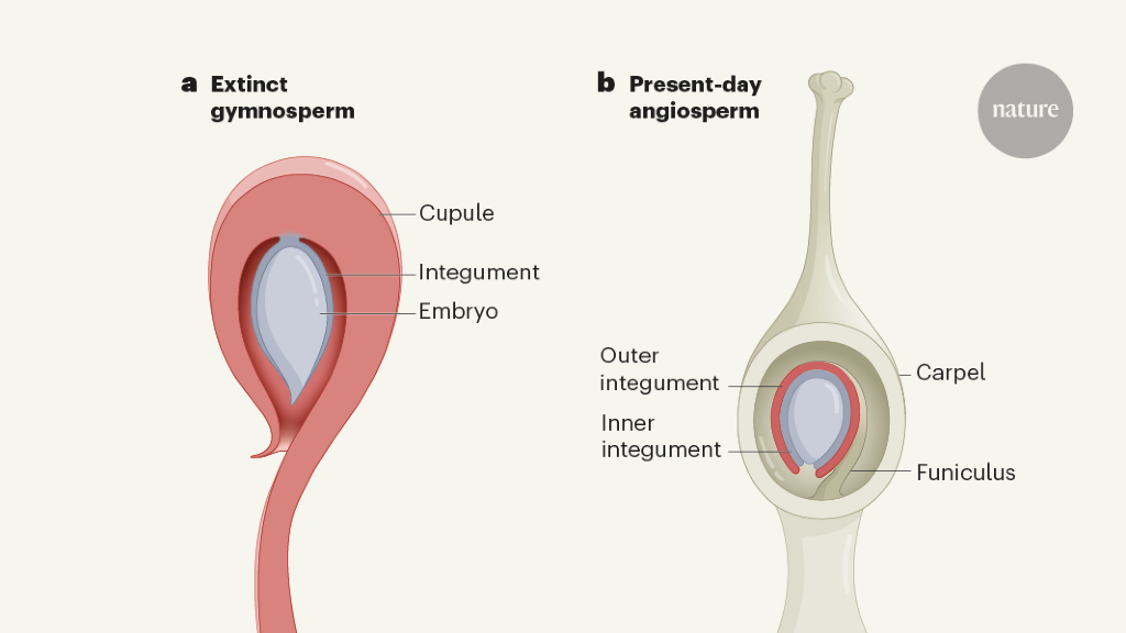 Ancient seeds spill secrets about the evolution of flowering plants