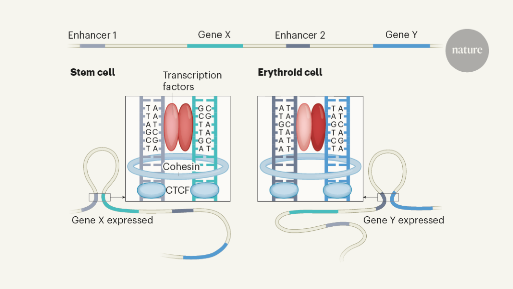 A base-pair view of interactions between genes and their enhancers