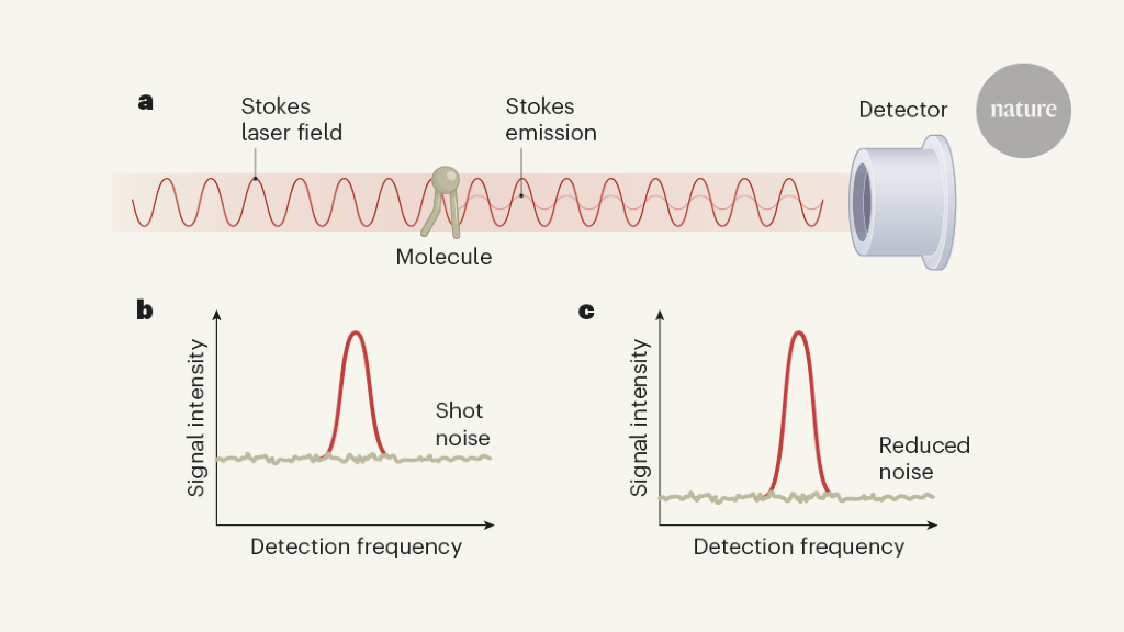 Squeezed light improves sensitivity of microscopy technique