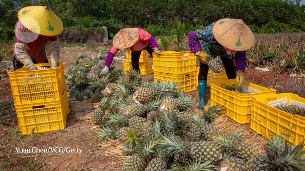Poor harvest: farmers earn a pitiful fraction of the money spent on food